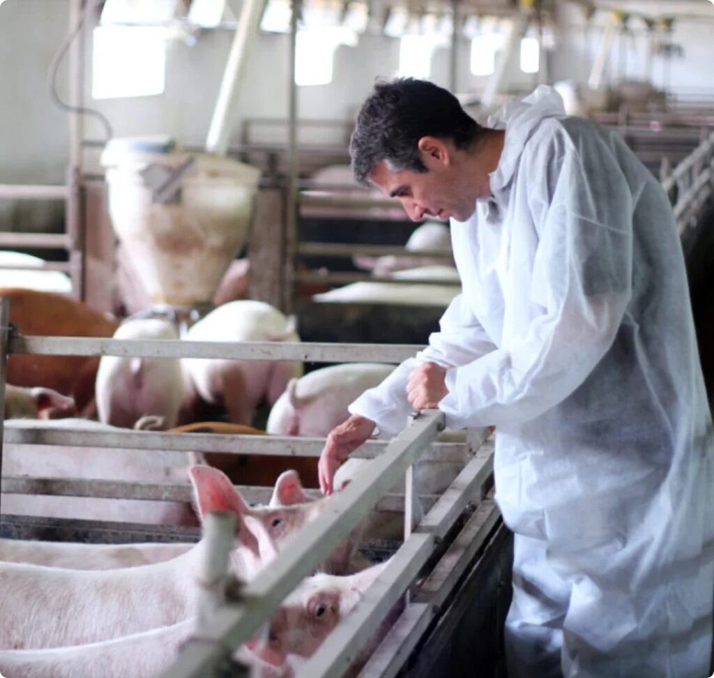 Pig farming - Innovating for a Better World